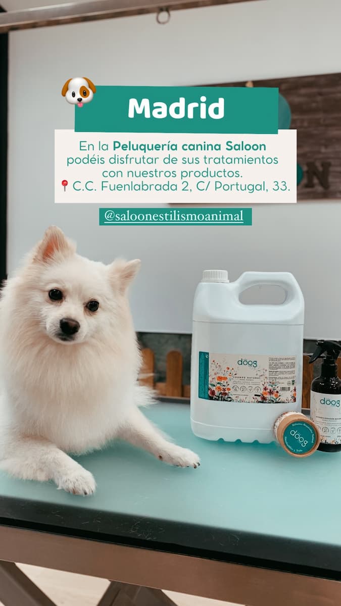 Entrevista con Carmen Sánchez de Saloon Estilismo Animal – The Doog Life