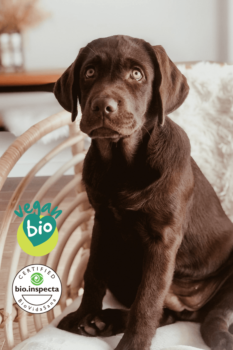 Pack cachorro – The Doog Life